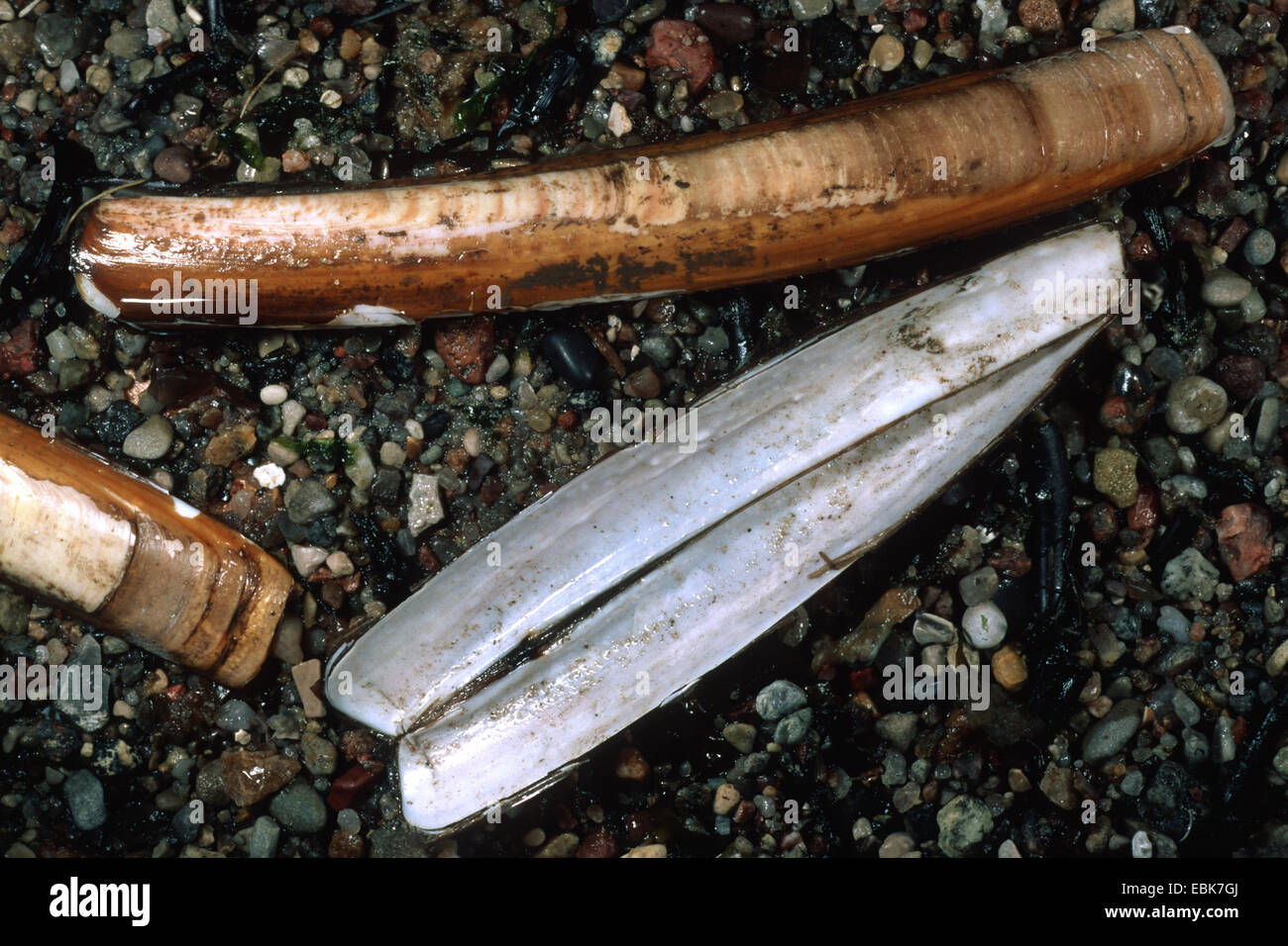 common razor clam, narrow jackknife clam, sword razor (Ensis ensis ...