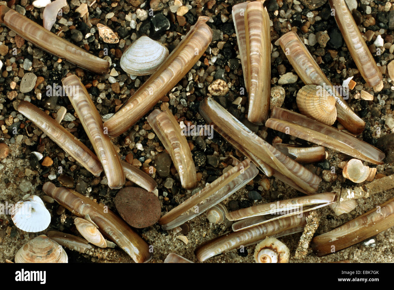 Clam Ocean Waves High Resolution Stock Photography and Images - Alamy