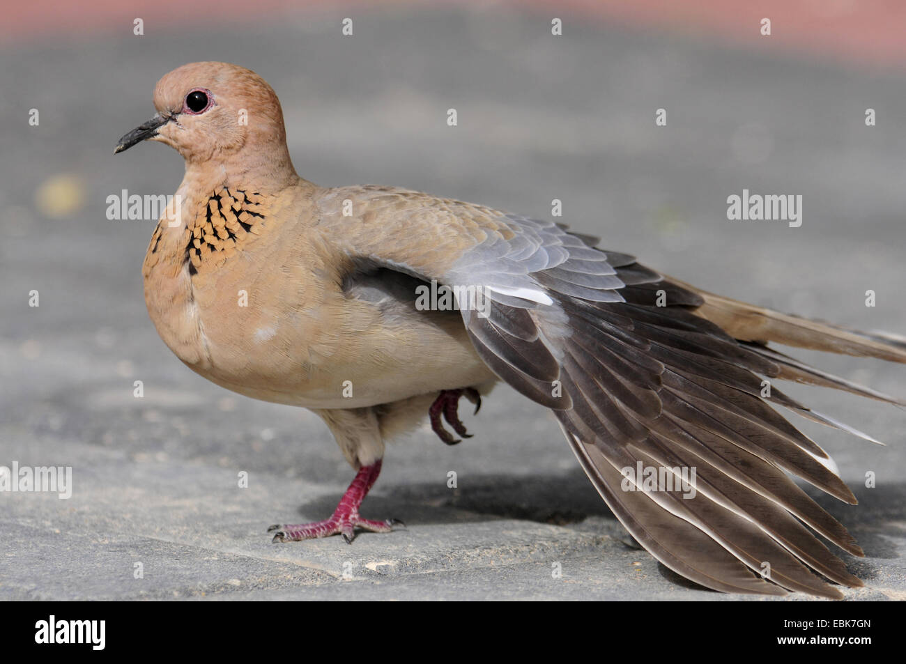 collared dove (Streptopelia decaocto), wit hurt wingh, Qatar, Doha ...