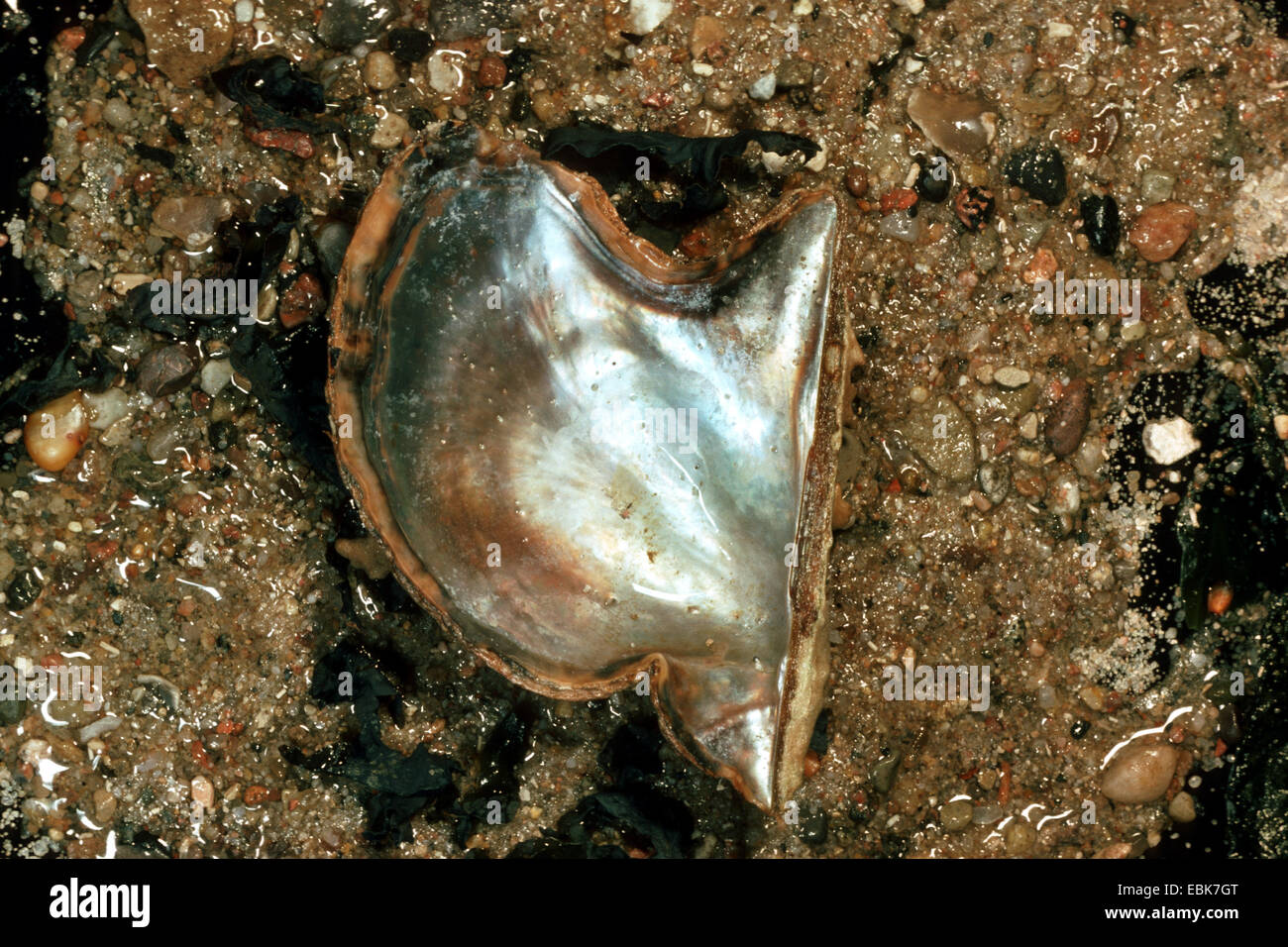 Wing oysters hi-res stock photography and images - Alamy