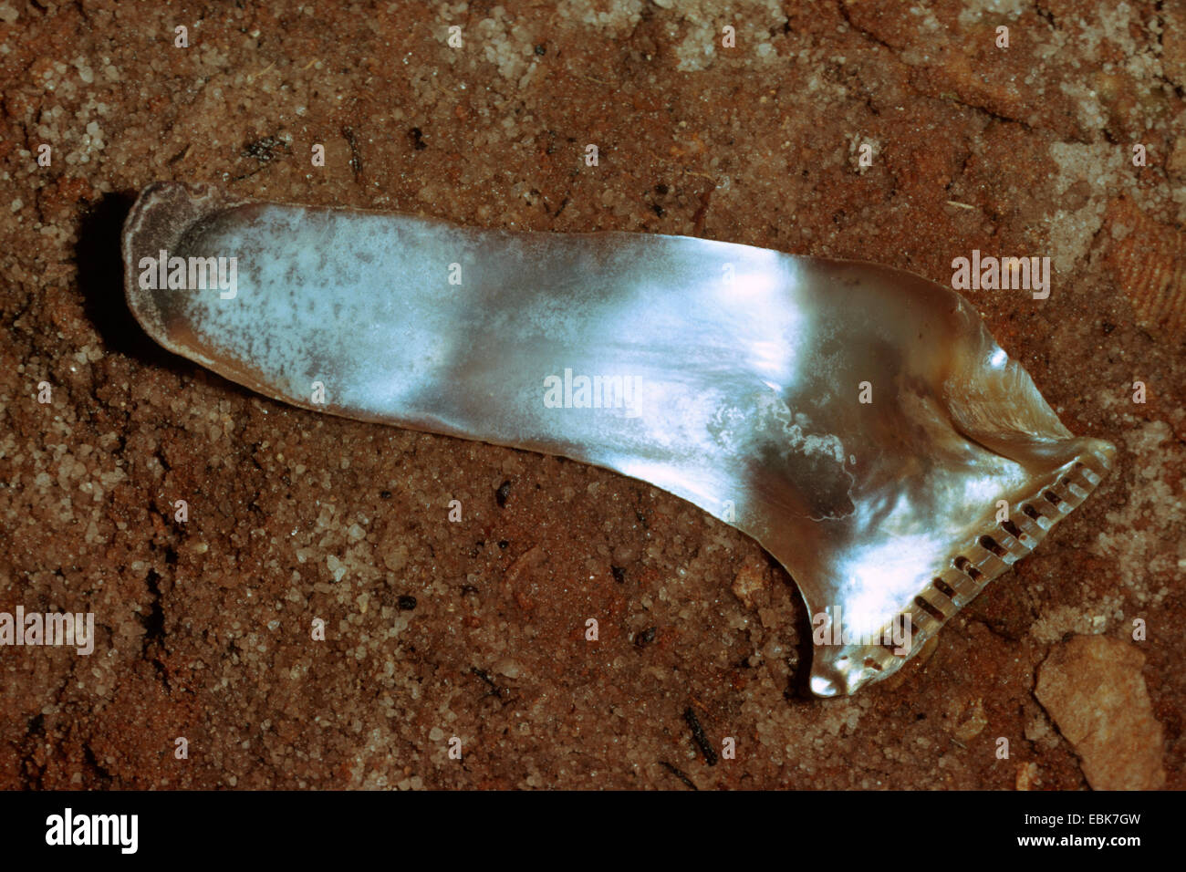 Isognomon (Isognomon isognomon), shell lying in the sand Stock Photo ...