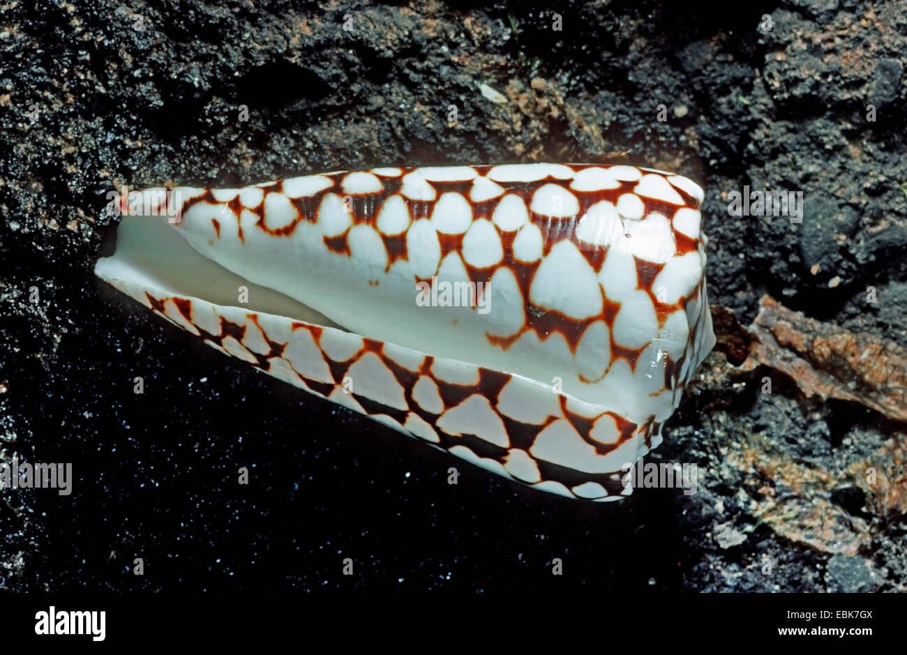 marble cone, marbled cone (Conus marmoreus), shell on moist rock Stock ...