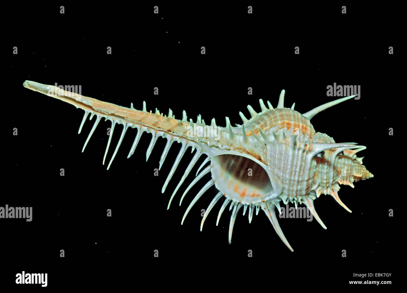 Troschel's murex (Murex troscheli), shell Stock Photo - Alamy