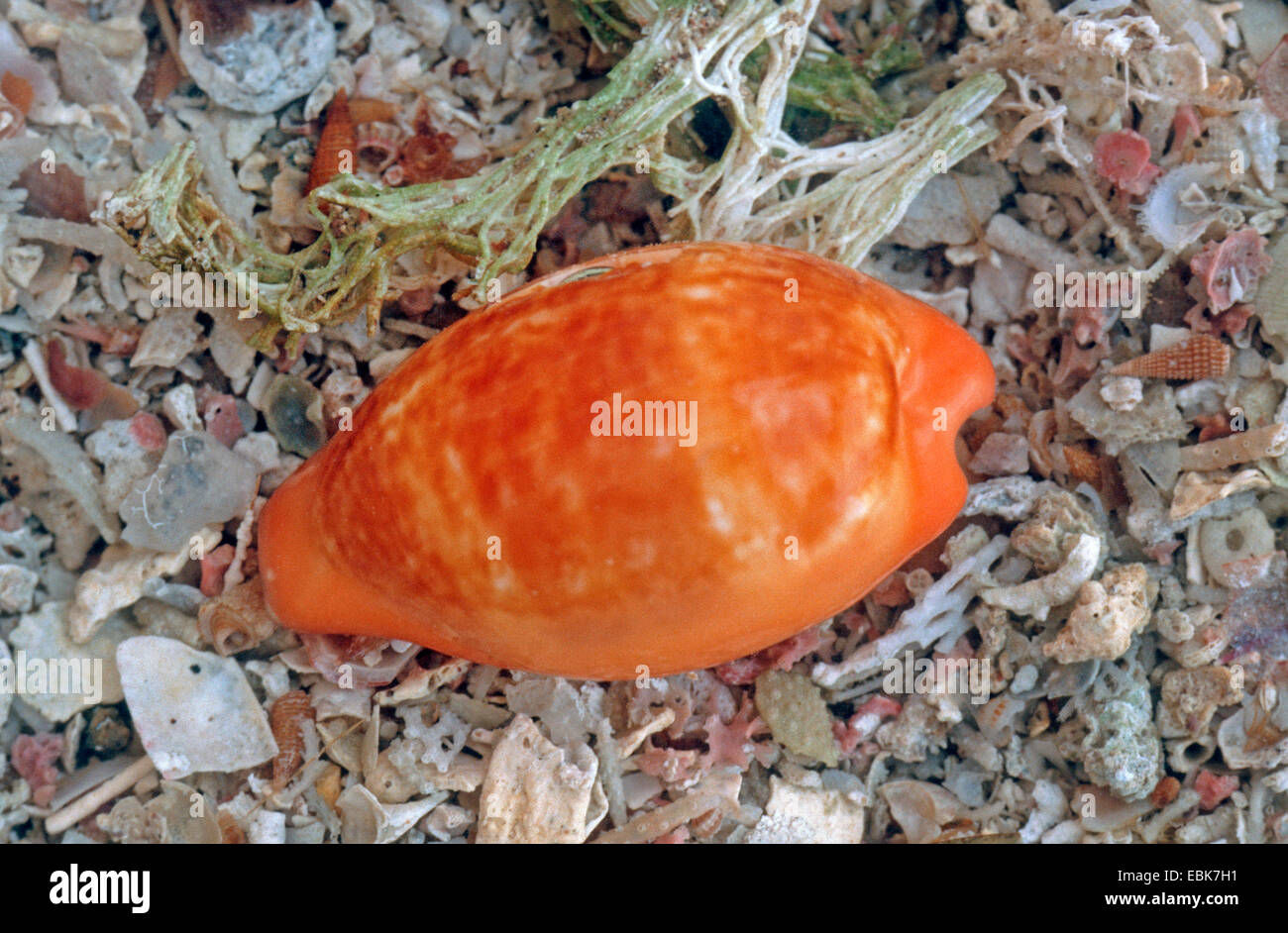 Cowries hi-res stock photography and images - Alamy