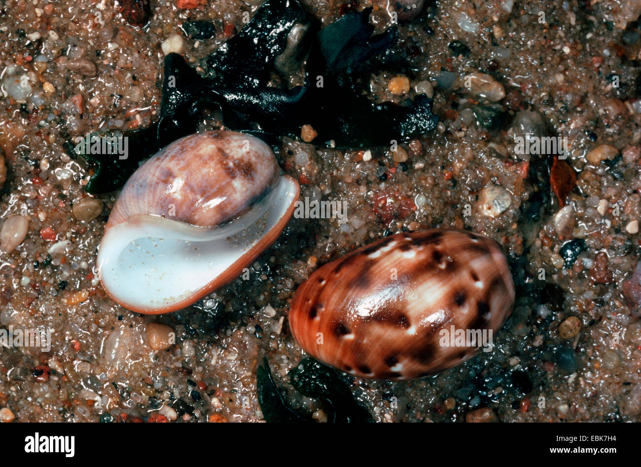 Bulla orientalis hi-res stock photography and images - Alamy