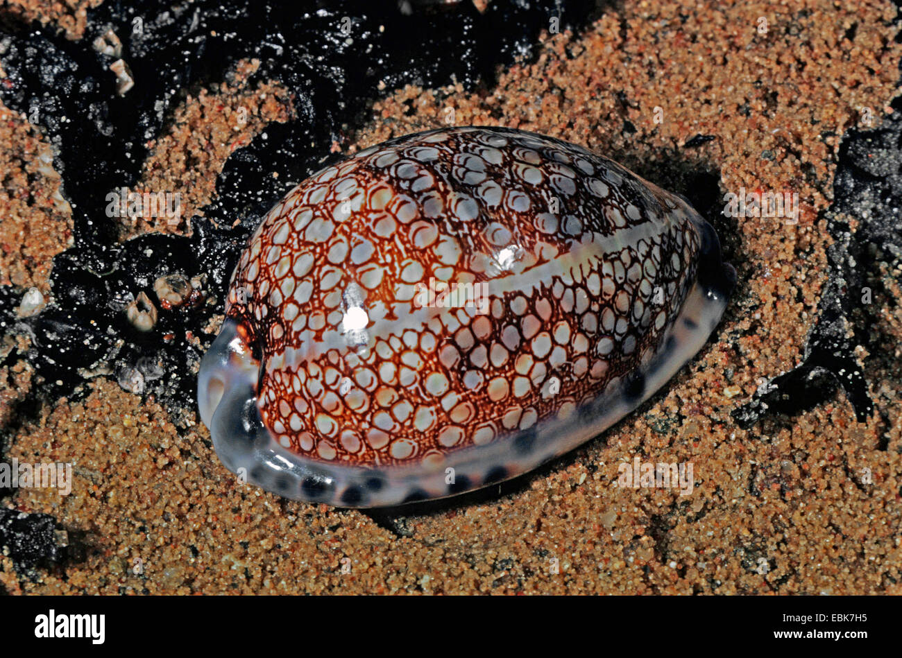 Cowries hi-res stock photography and images - Alamy