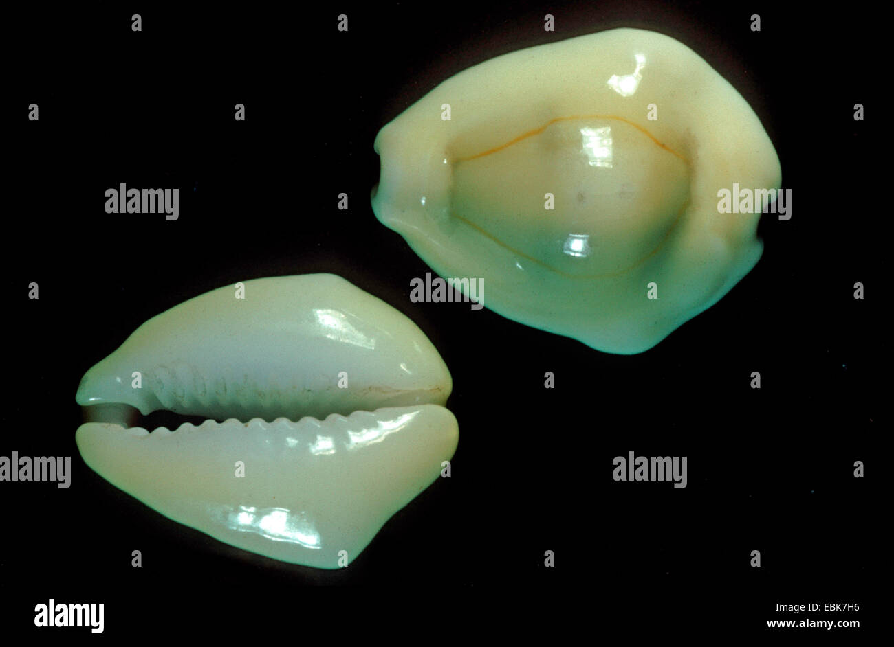 Cowry shells — shells from sea snails hi-res stock photography and ...