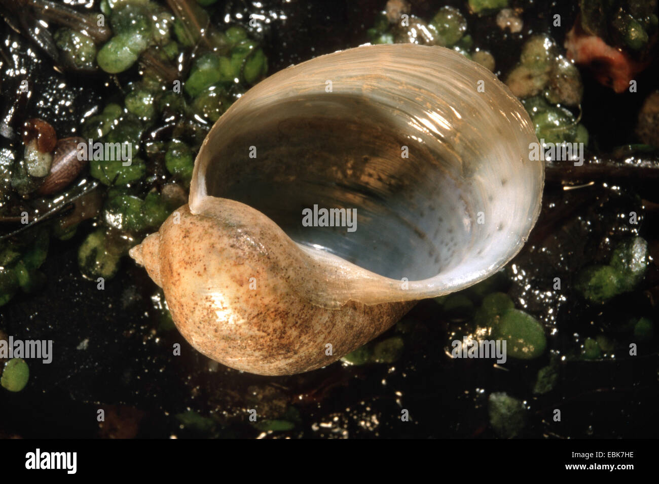 Pond Snails High Resolution Stock Photography and Images - Alamy