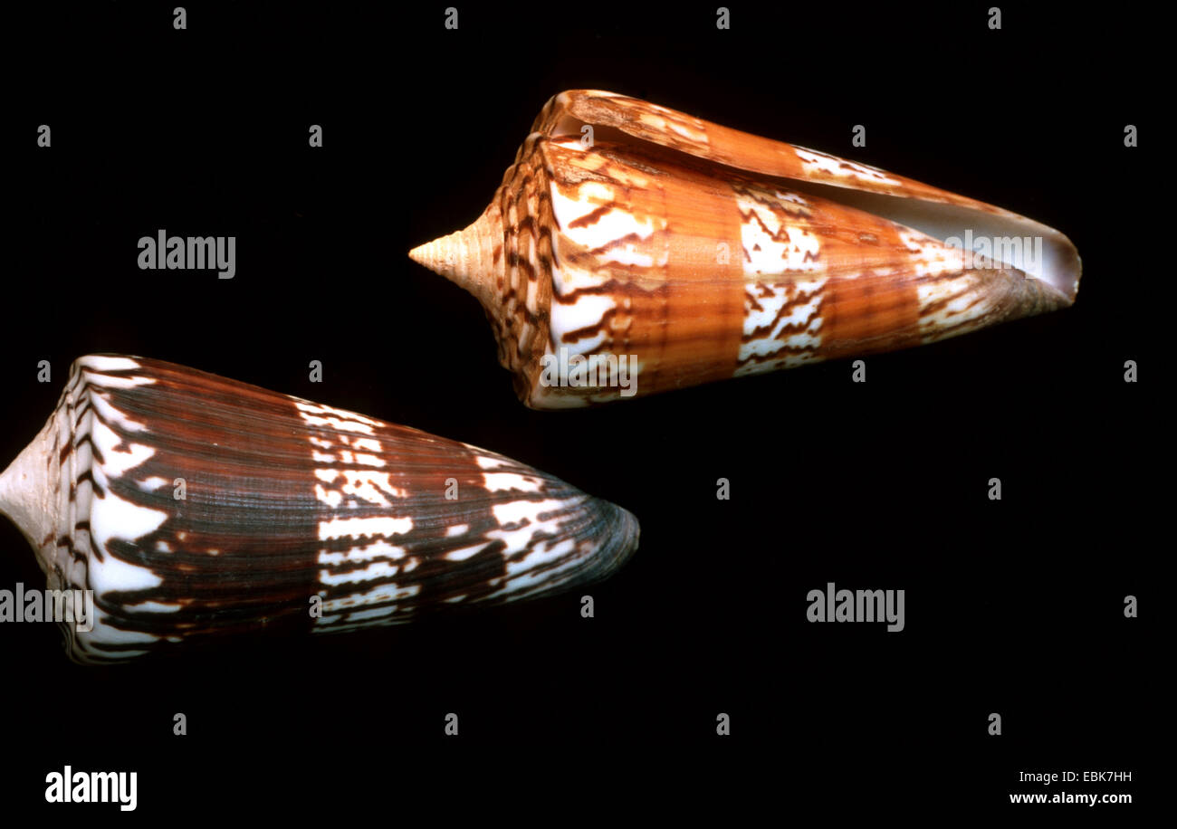 Cone snail hi-res stock photography and images - Alamy