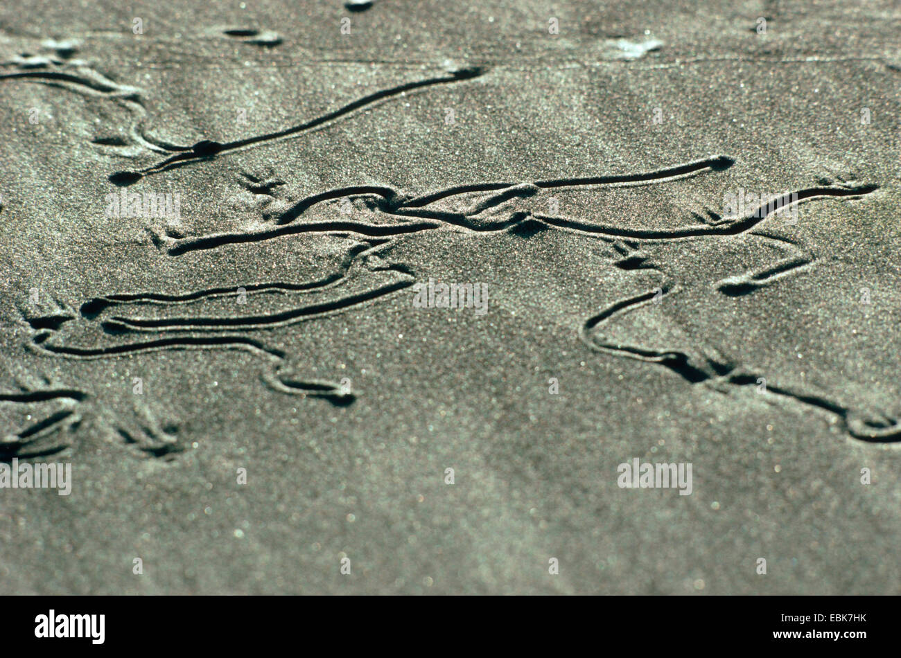 Traces of snails hi-res stock photography and images - Alamy