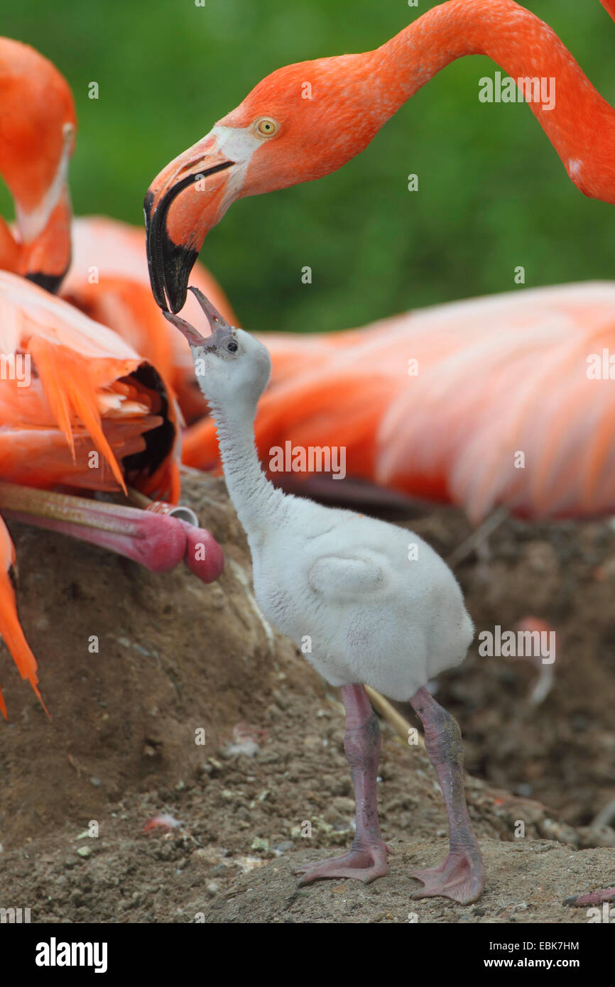 Greater flamingo, American flamingo, Caribbean Flamingo (Phoenicopterus ...