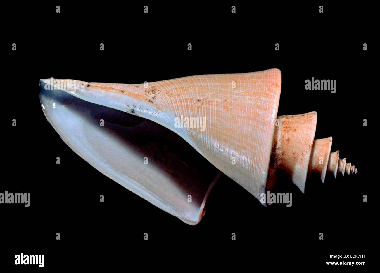 Thatcheria mirabilis hi-res stock photography and images - Alamy