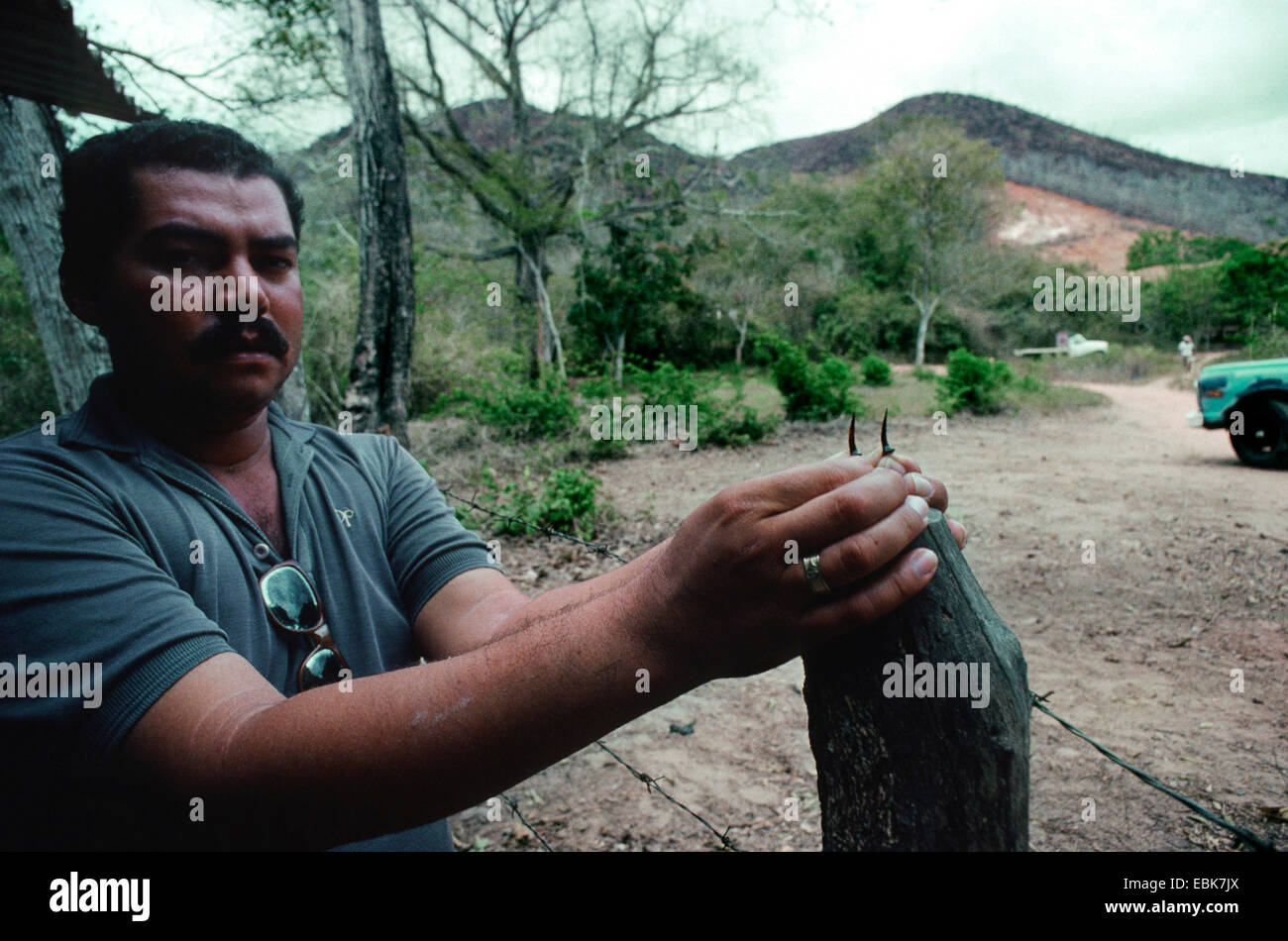 plastic spurs for rooster fight, Venezuela, Cumana Stock Photo - Alamy
