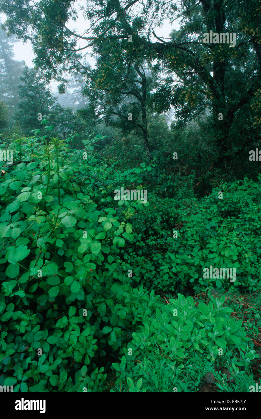 Mountain forest on the island of Madeira, Portugal, Island of Madeira ...