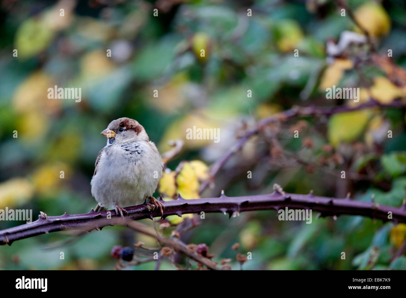 Fledgling sparrow hi-res stock photography and images - Alamy