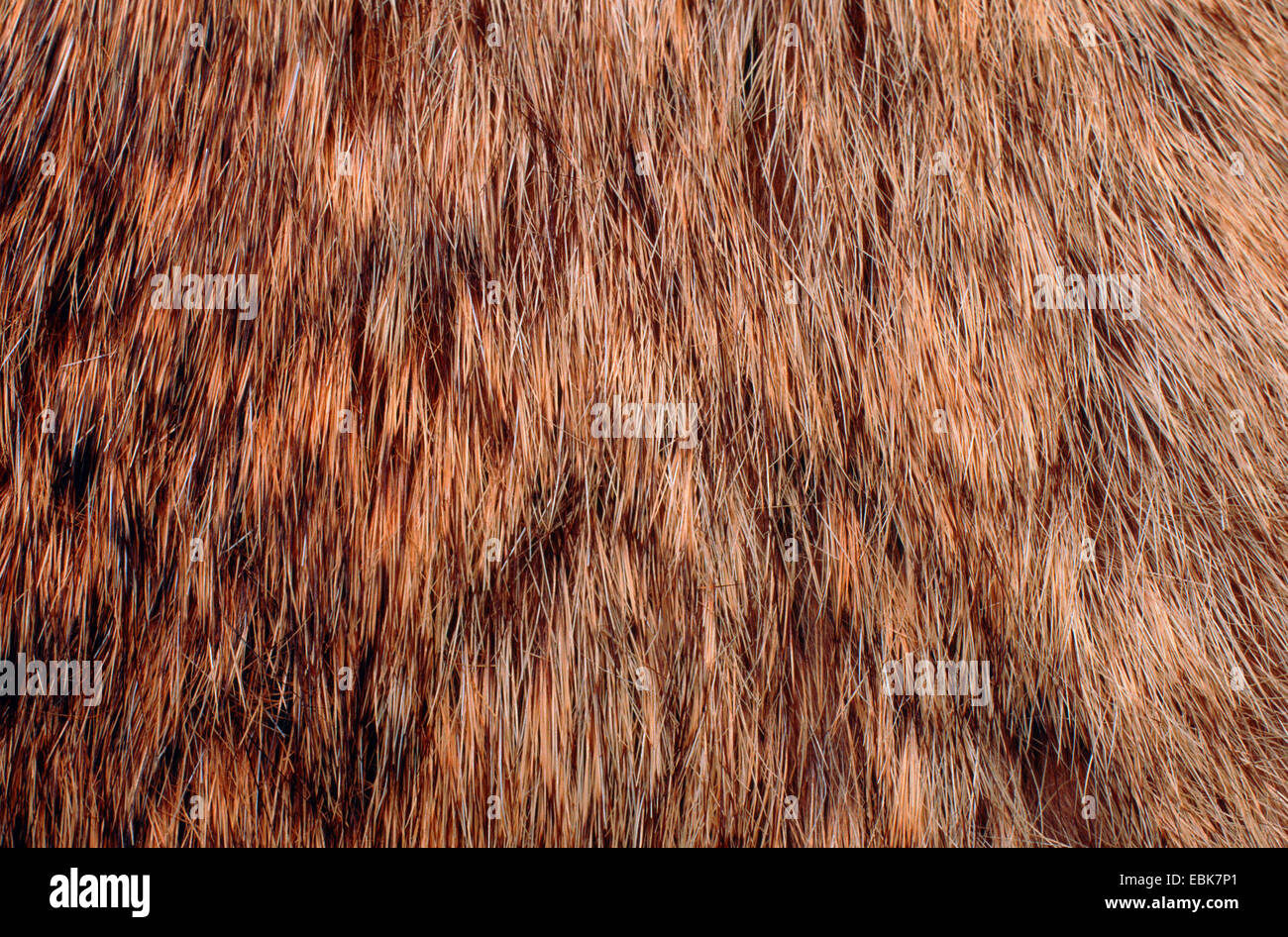 European hare, Brown hare (Lepus europaeus), section of the fur Stock ...