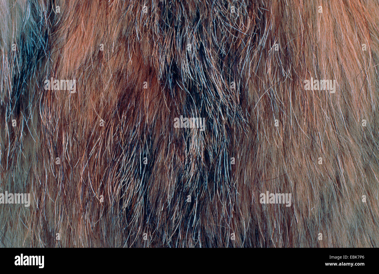 Eurasian lynx (Lynx lynx), section of the fur Stock Photo - Alamy