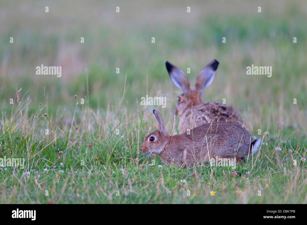 European rabbit (Oryctolagus cuniculus), young animal sitting in a ...