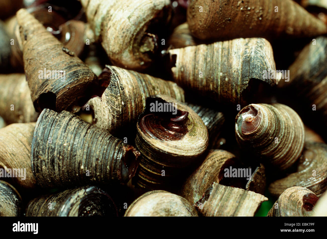 telescope snail, telescope creeper (Telescopium telescopium), lots of ...