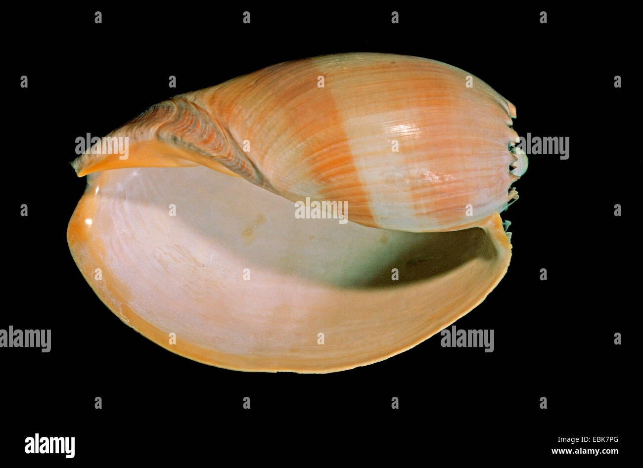 Melo aethiopica hi-res stock photography and images - Alamy