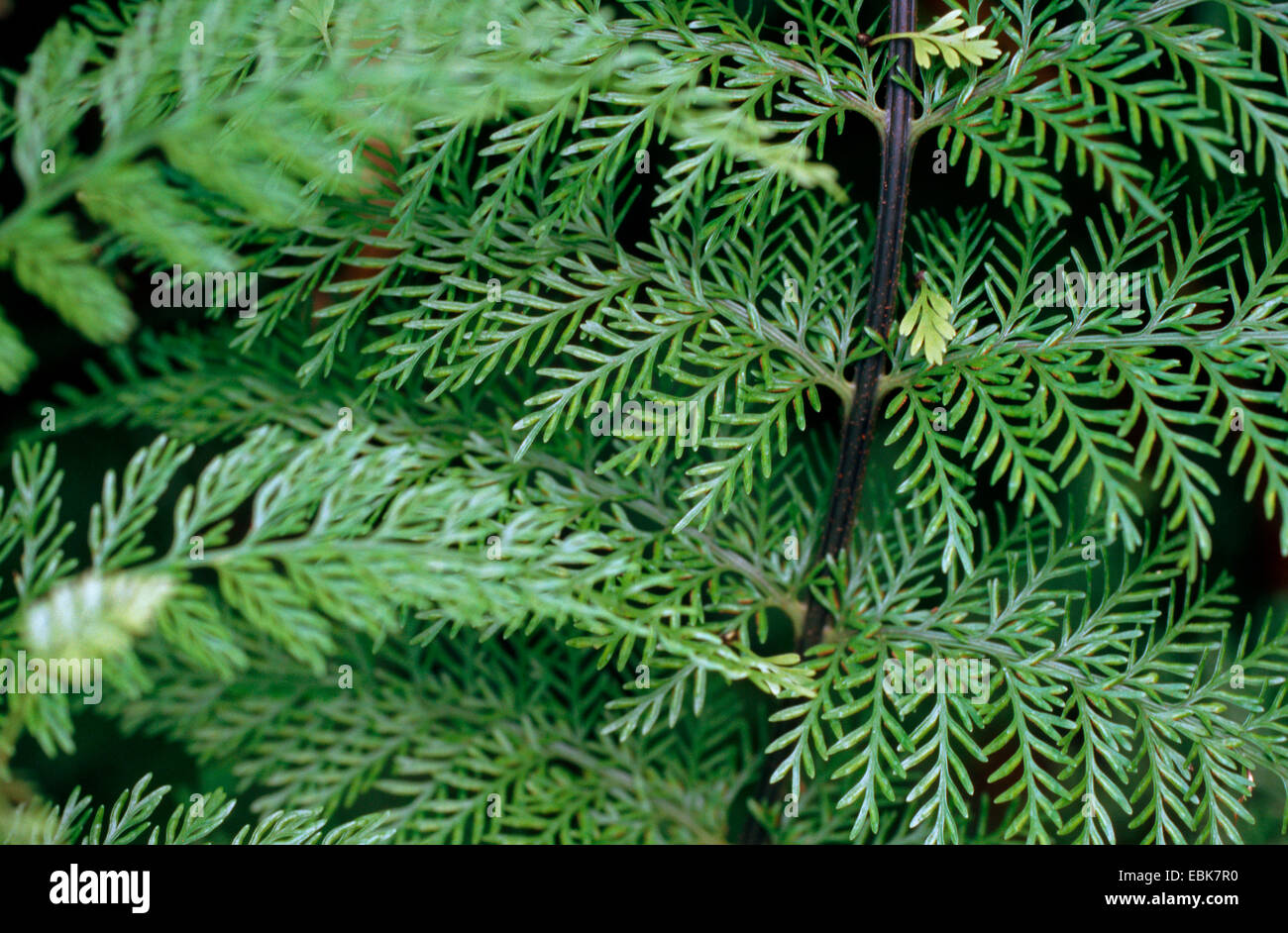 Alpine water fern (Blechnum penna-marina), leaflets Stock Photo - Alamy