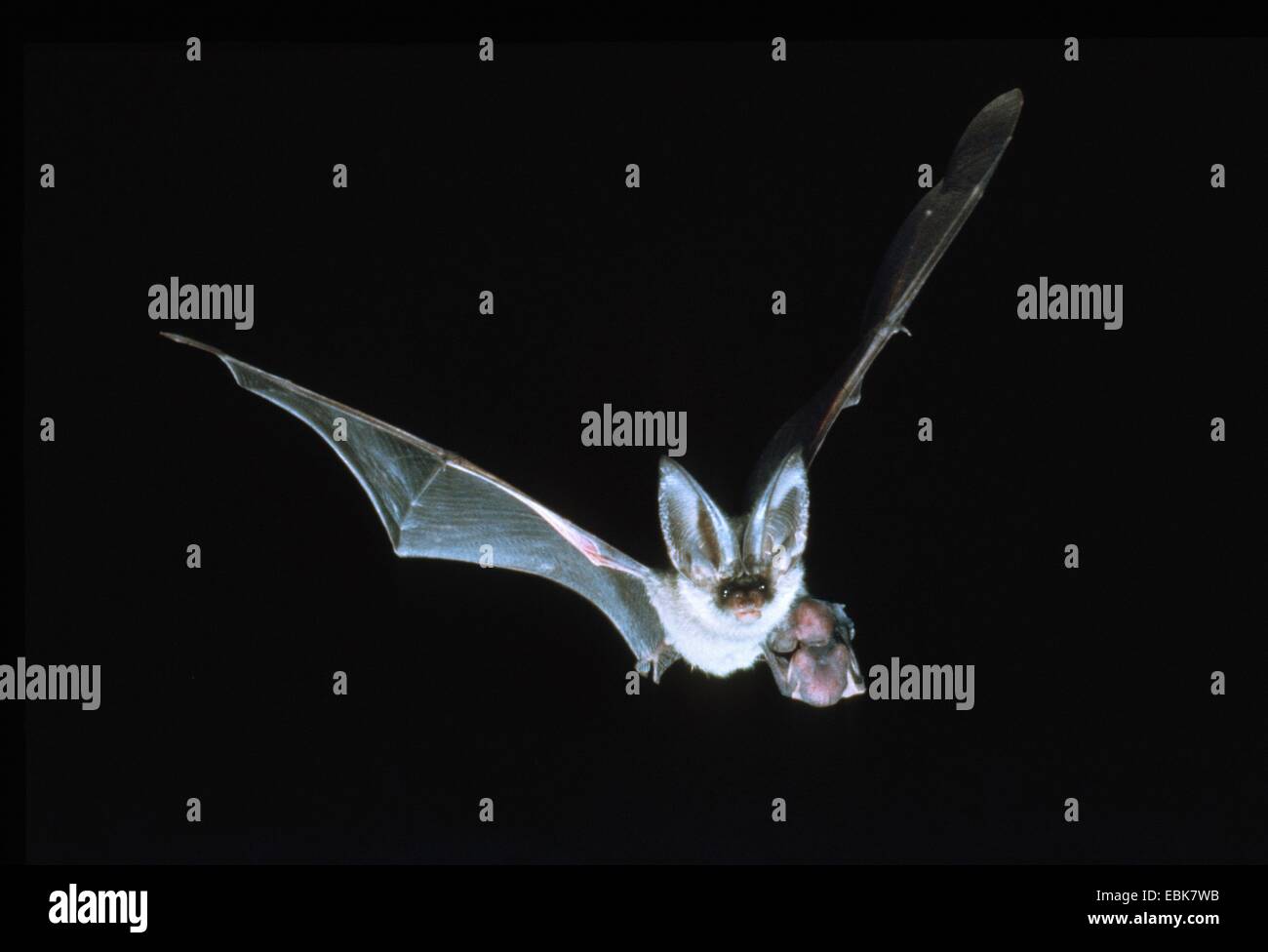grey long-eared bat (Plecotus austriacus), flying wth juvenile, Germany ...