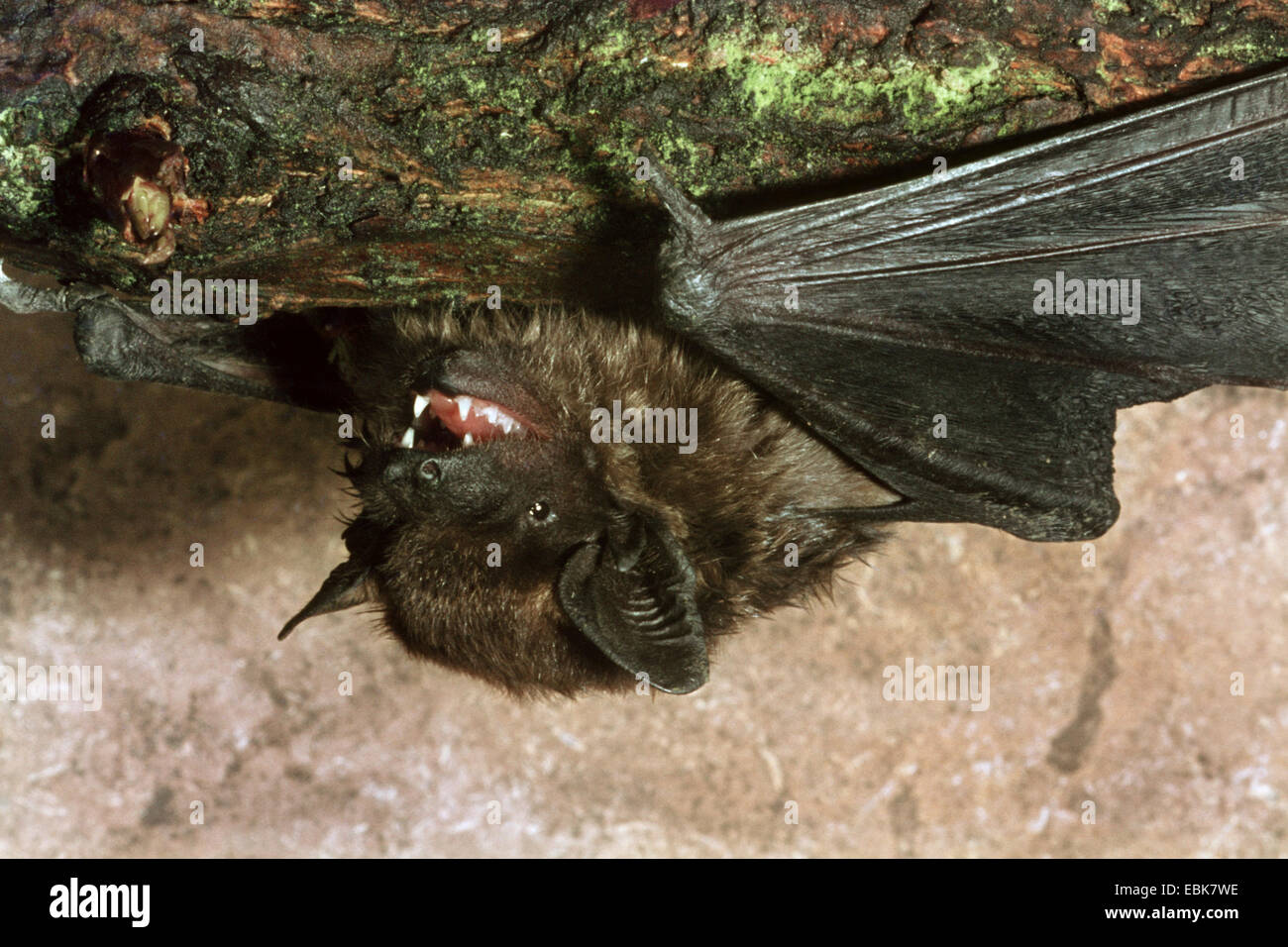 serotine bat (Eptesicus serotinus), hanging at a cave ceiling, calling ...