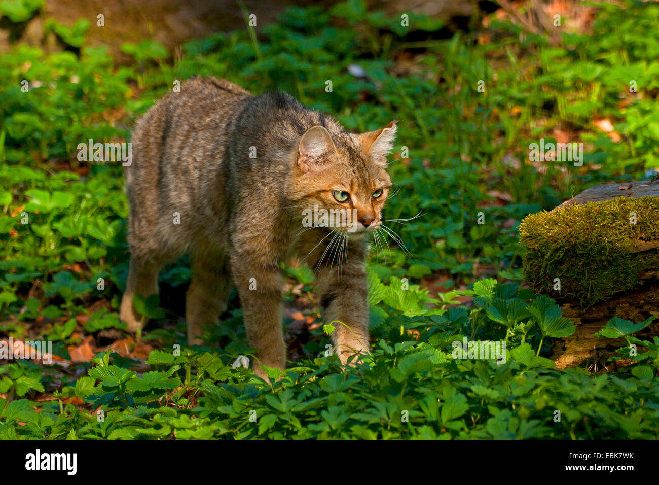 European wildcat, forest wildcat (Felis silvestris silvestris ...