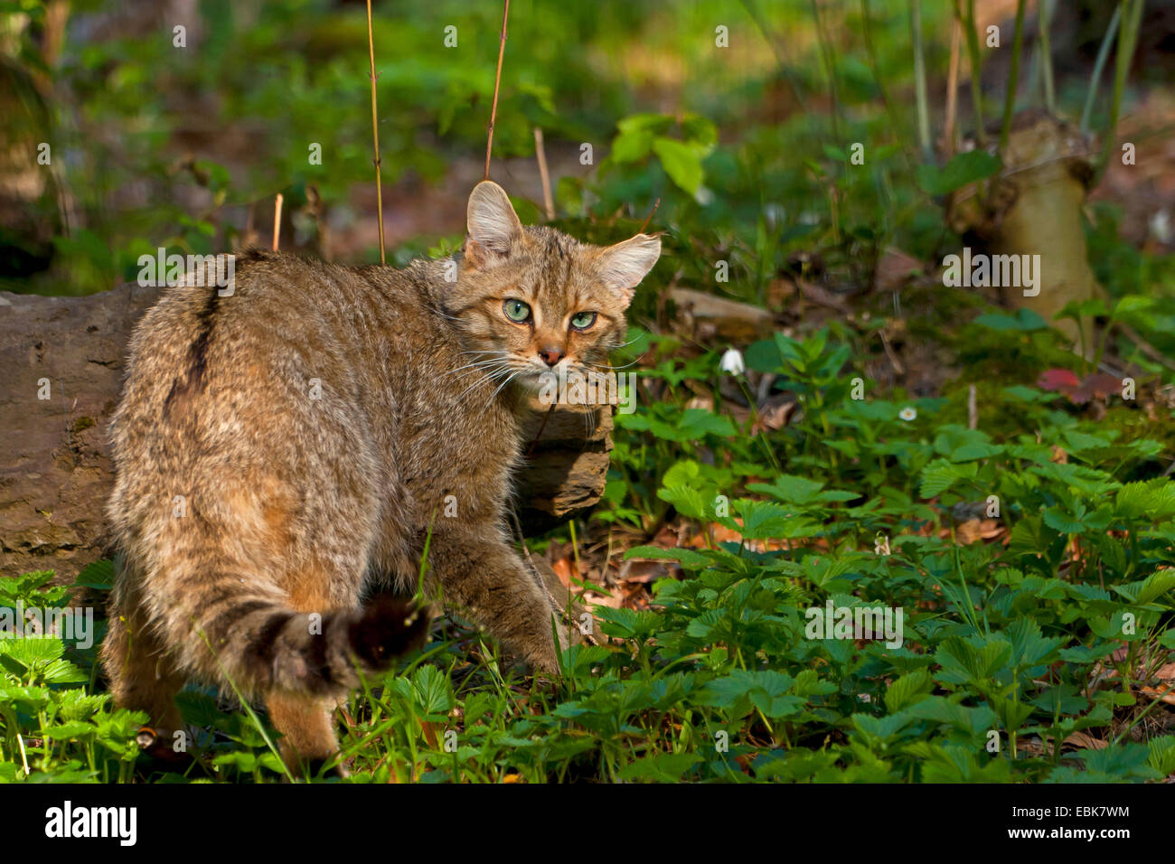 European wildcat, forest wildcat (Felis silvestris silvestris ...
