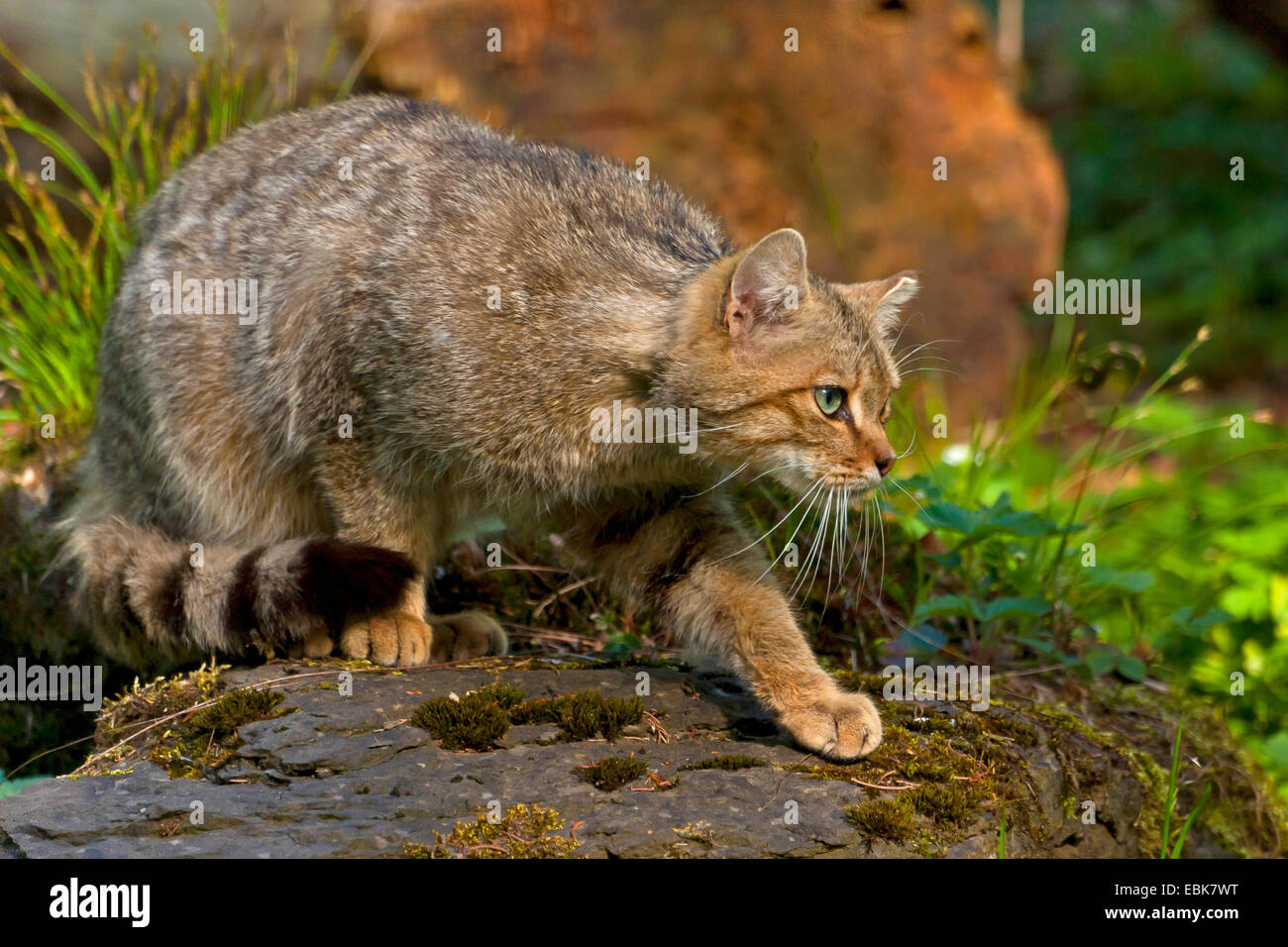 European wildcat, forest wildcat (Felis silvestris silvestris), sitting ...