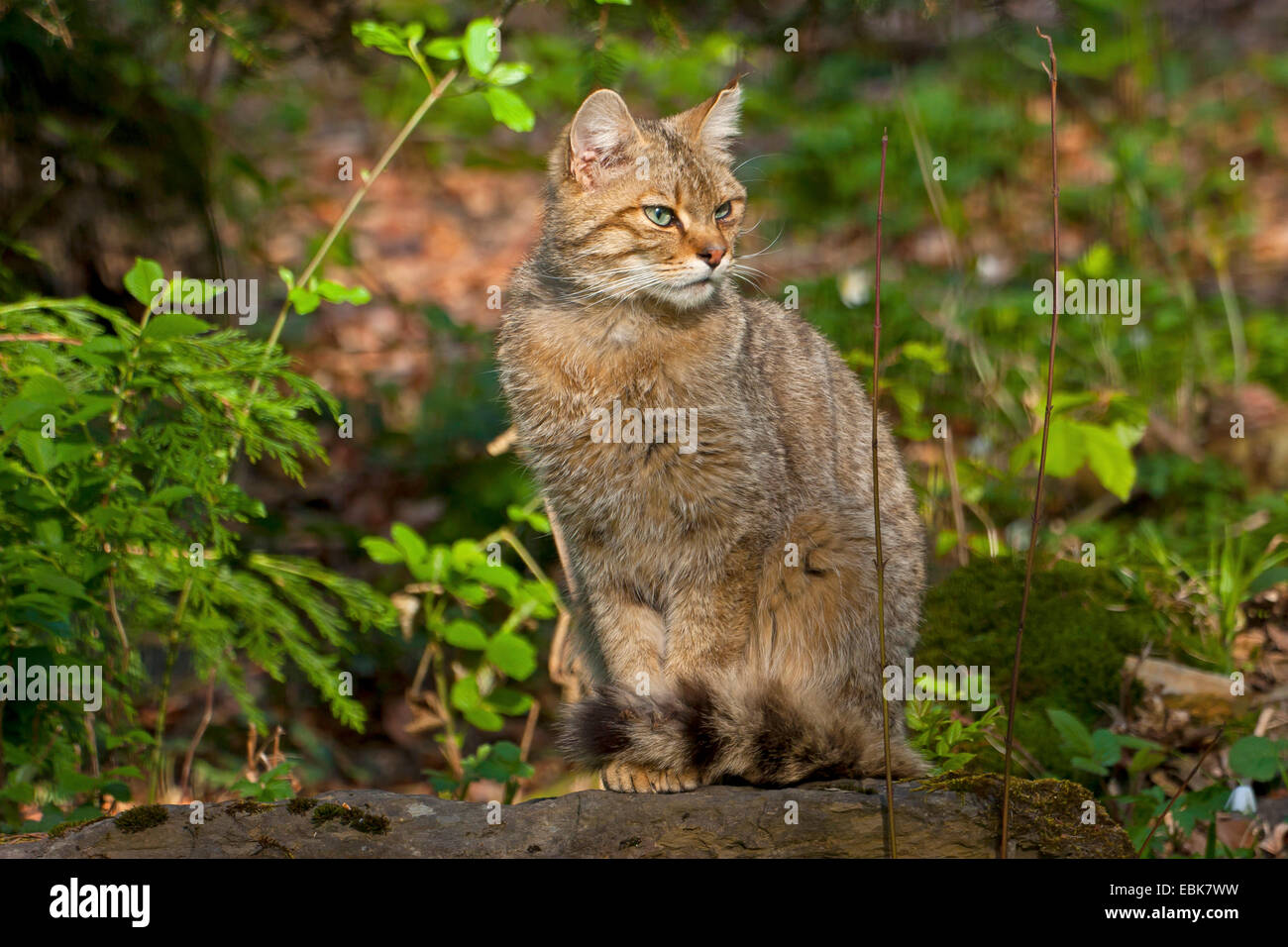 European wildcat, forest wildcat (Felis silvestris silvestris), sitting ...