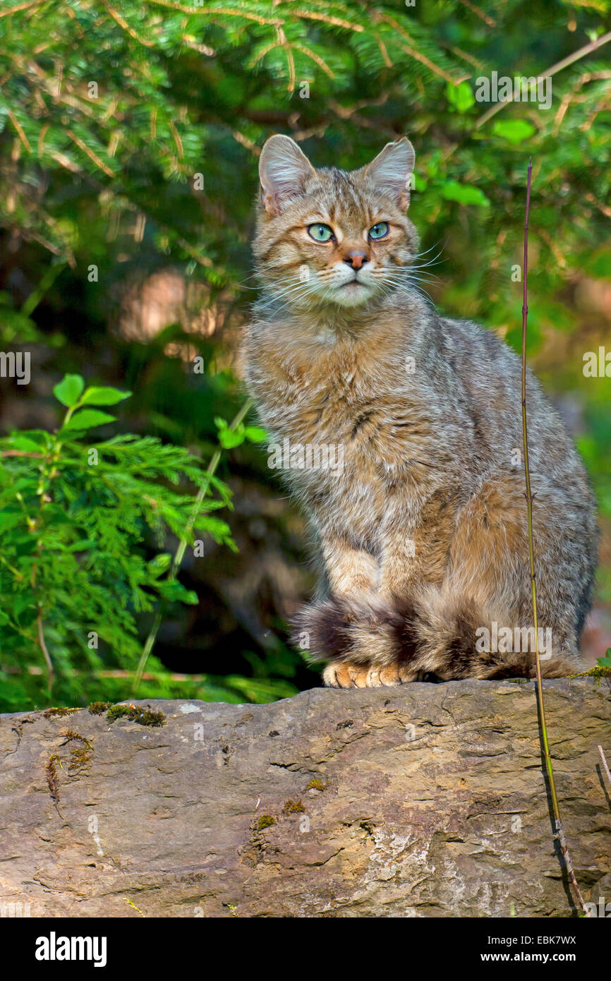 European wildcat, forest wildcat (Felis silvestris silvestris), sitting ...