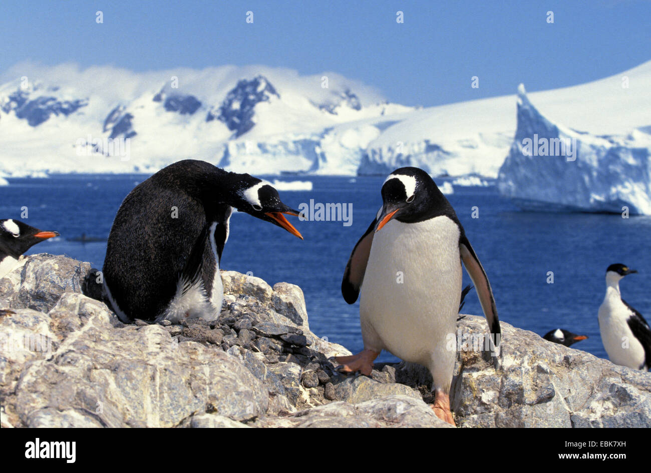 gentoo penguin (Pygoscelis papua), defending the nest, Antarctica ...