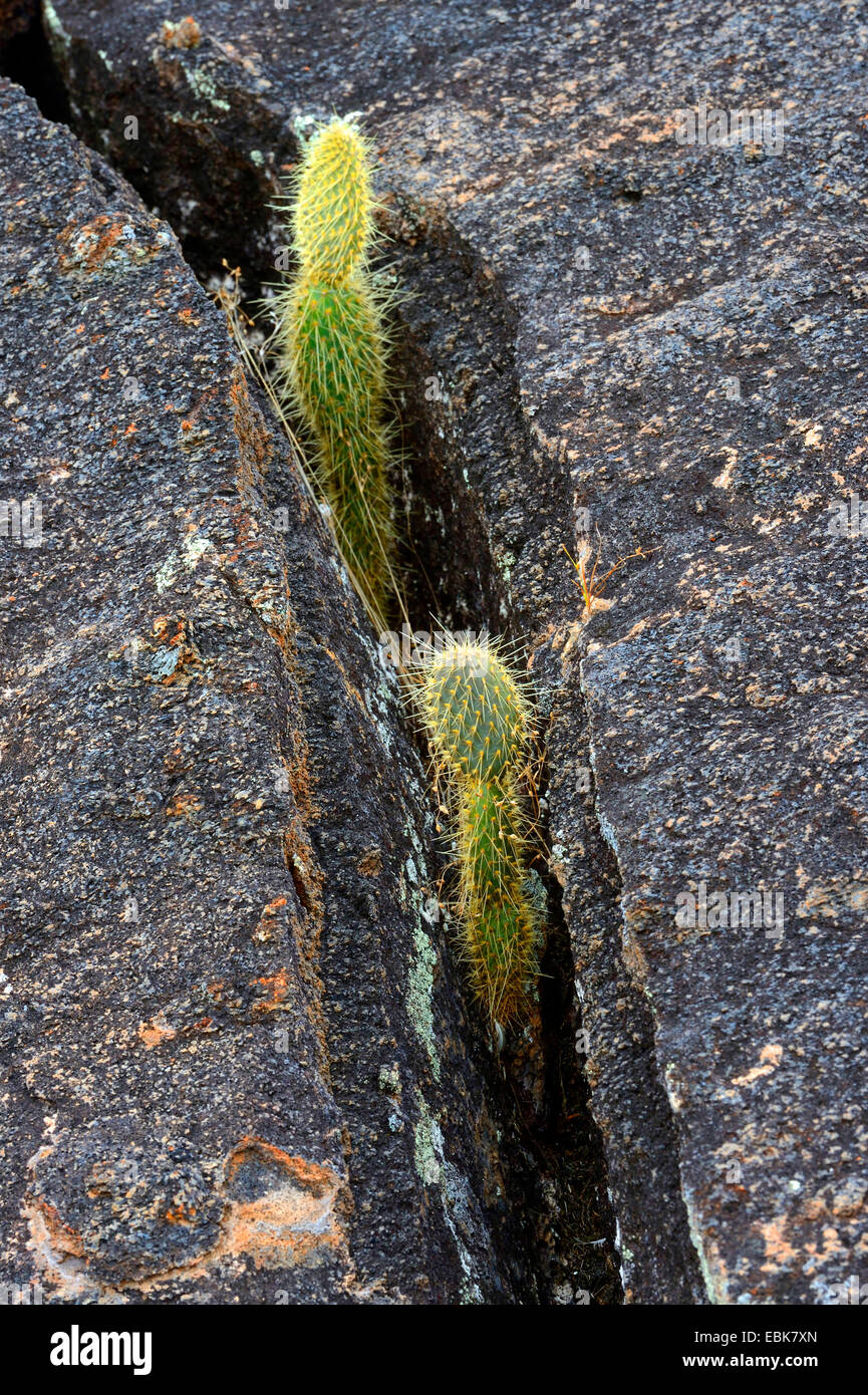prickly pears (Opuntia echios), young Opuntias in rock crevices ...