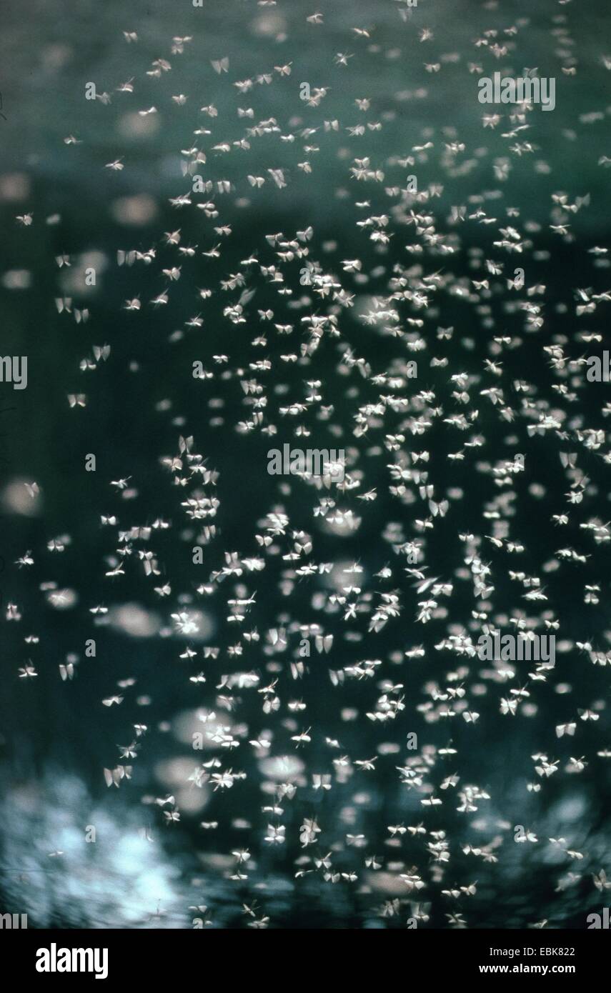 Midges swarming hi-res stock photography and images - Alamy