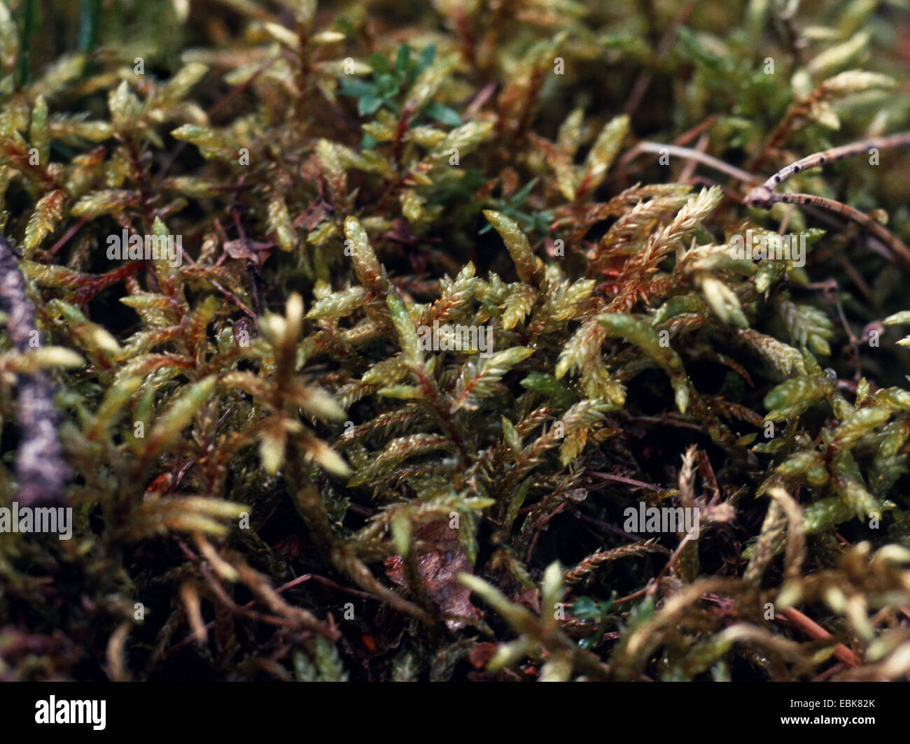 Pleurozium schreberi hi-res stock photography and images - Alamy