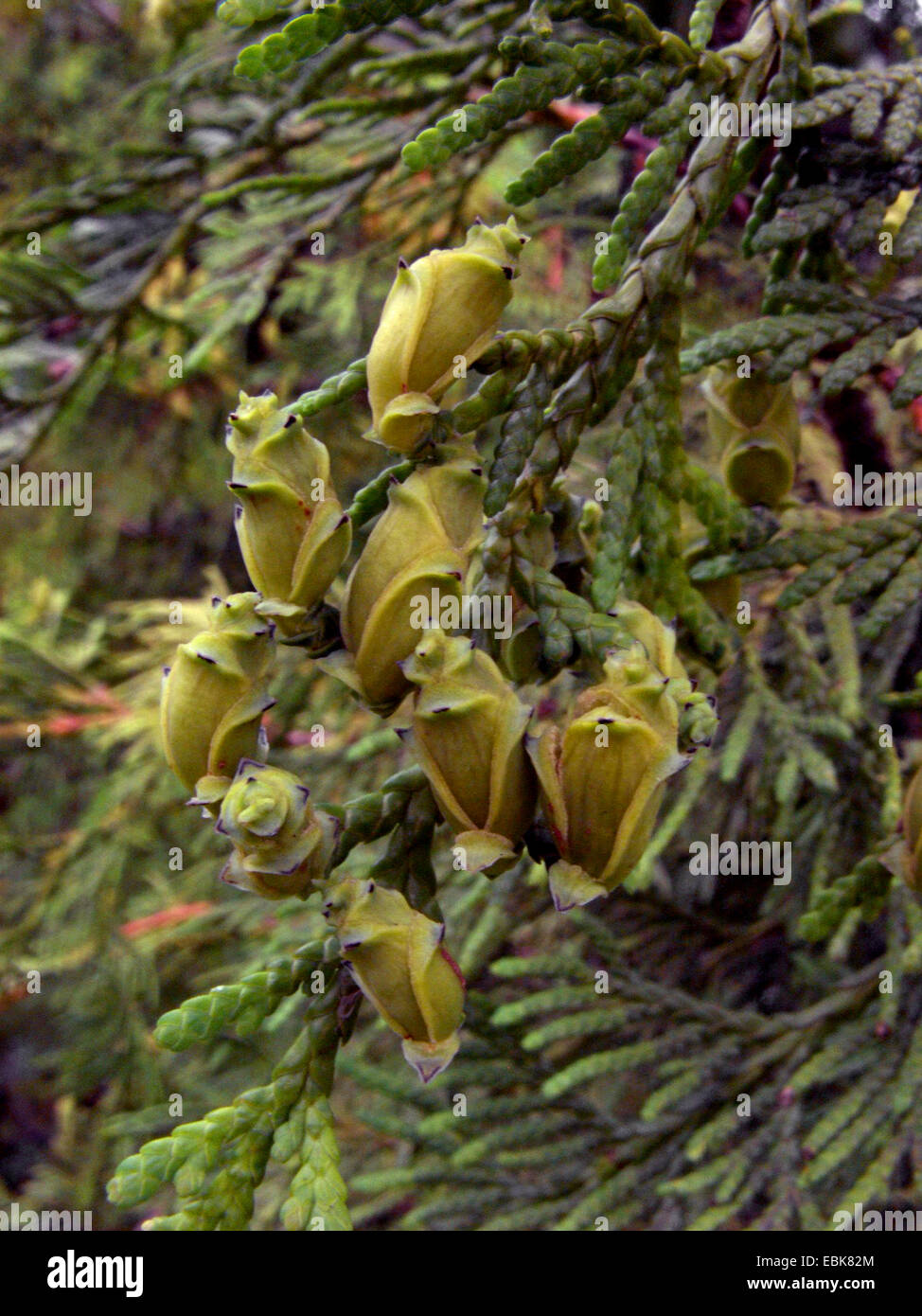 Thuja arborvita hi-res stock photography and images - Alamy