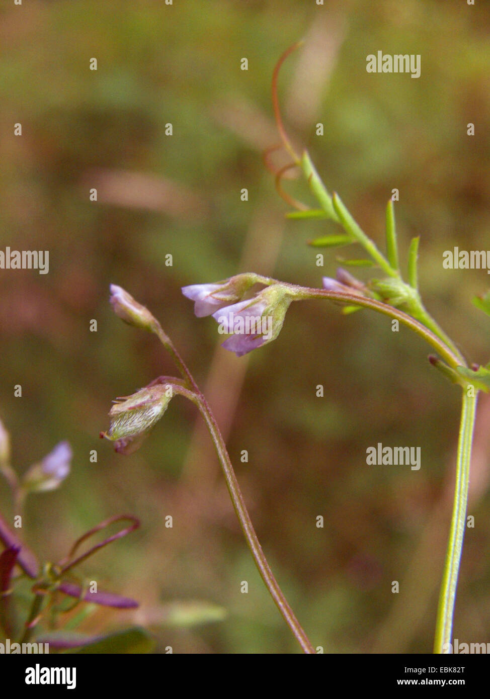hairy tare, hairy vetch (Vicia hirsuta), blooming with young fruit ...