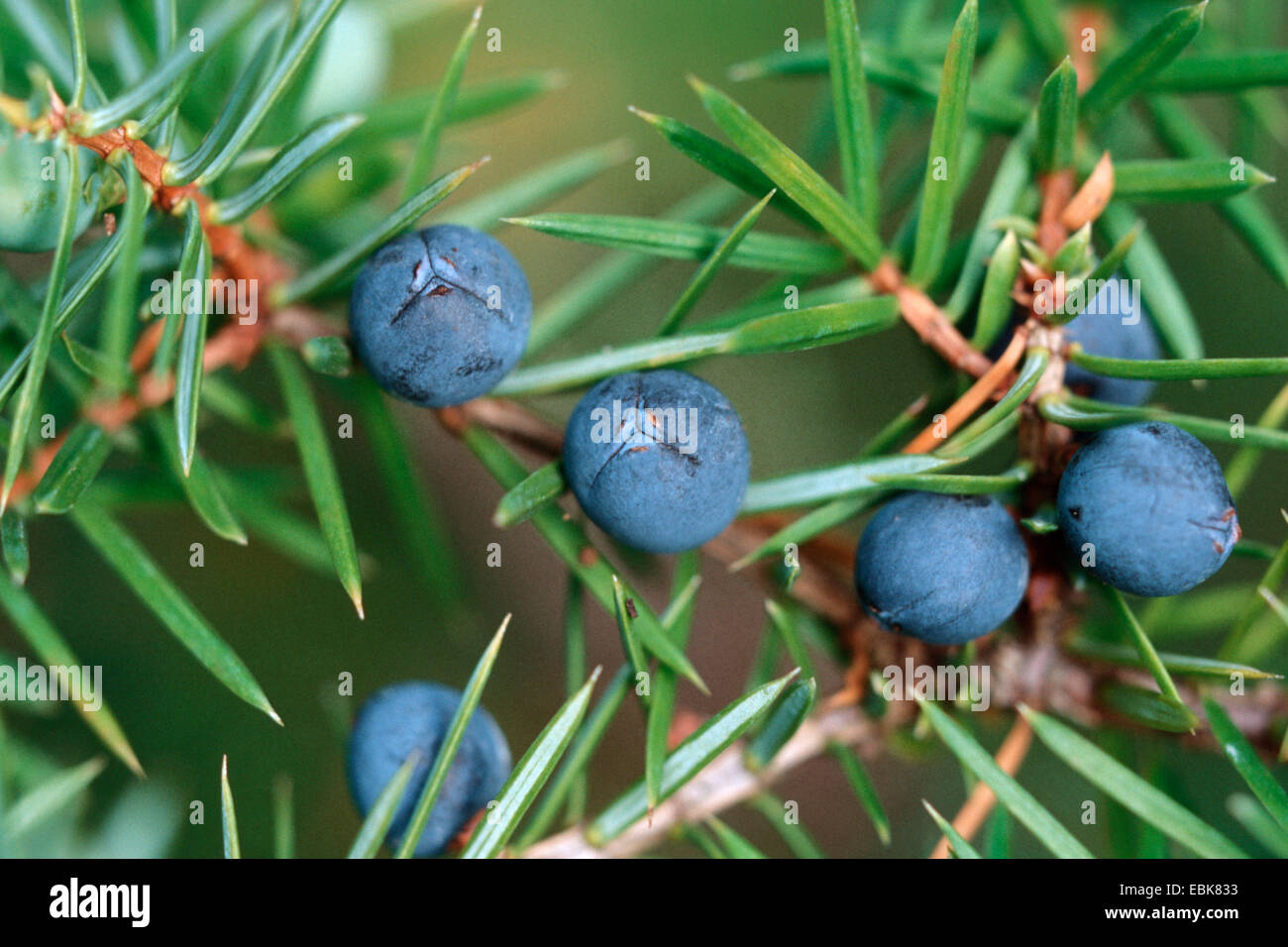 common juniper, ground juniper (Juniperus communis), with fruits Stock ...