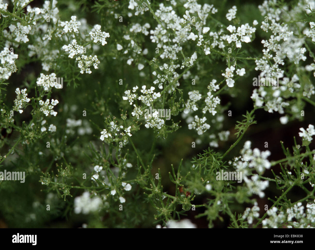 garden chervil, common chervil, medical plant, medical plants ...