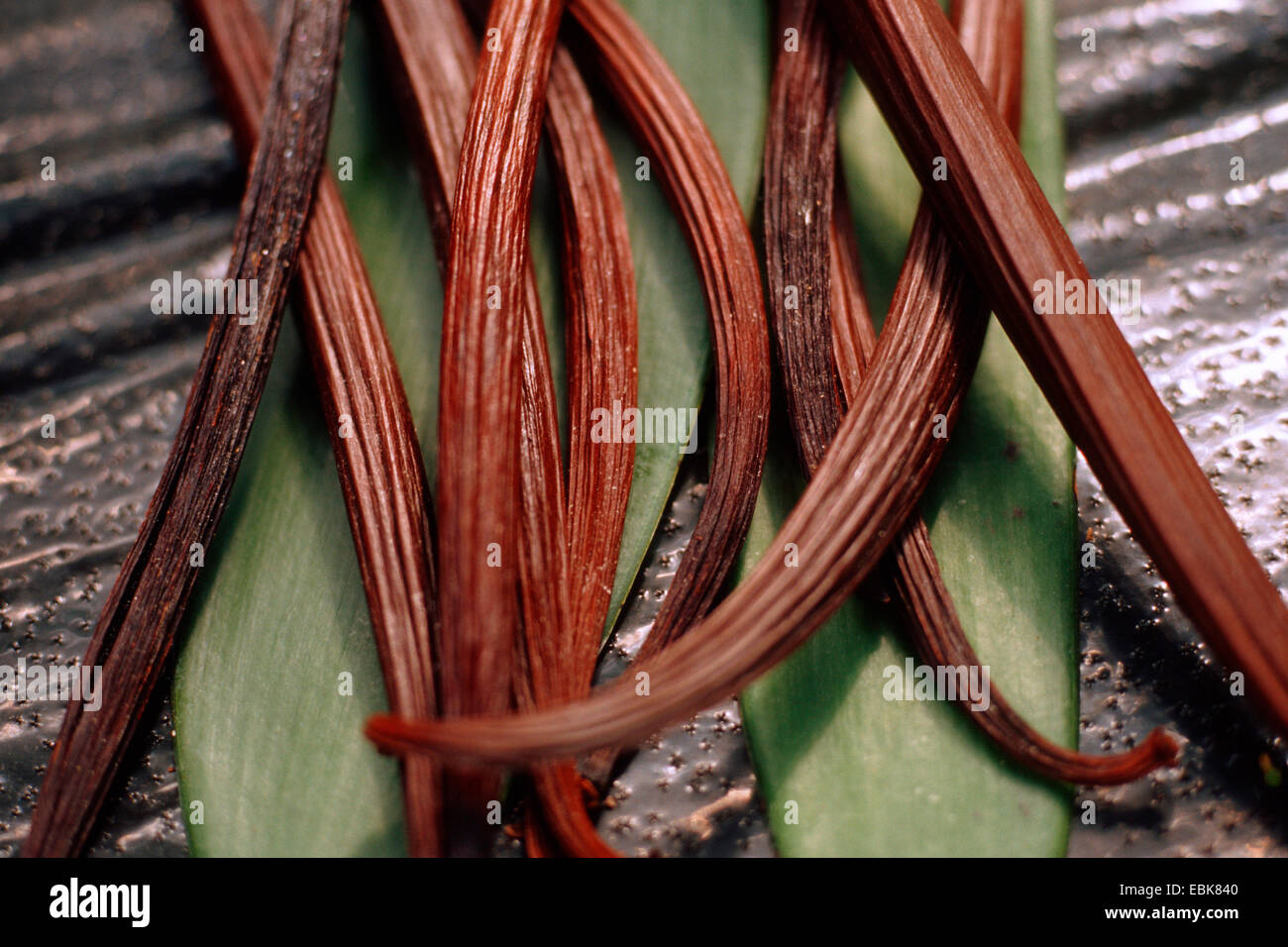 vanilla, medical plant, medical plants, medicinal plant, medicinal ...