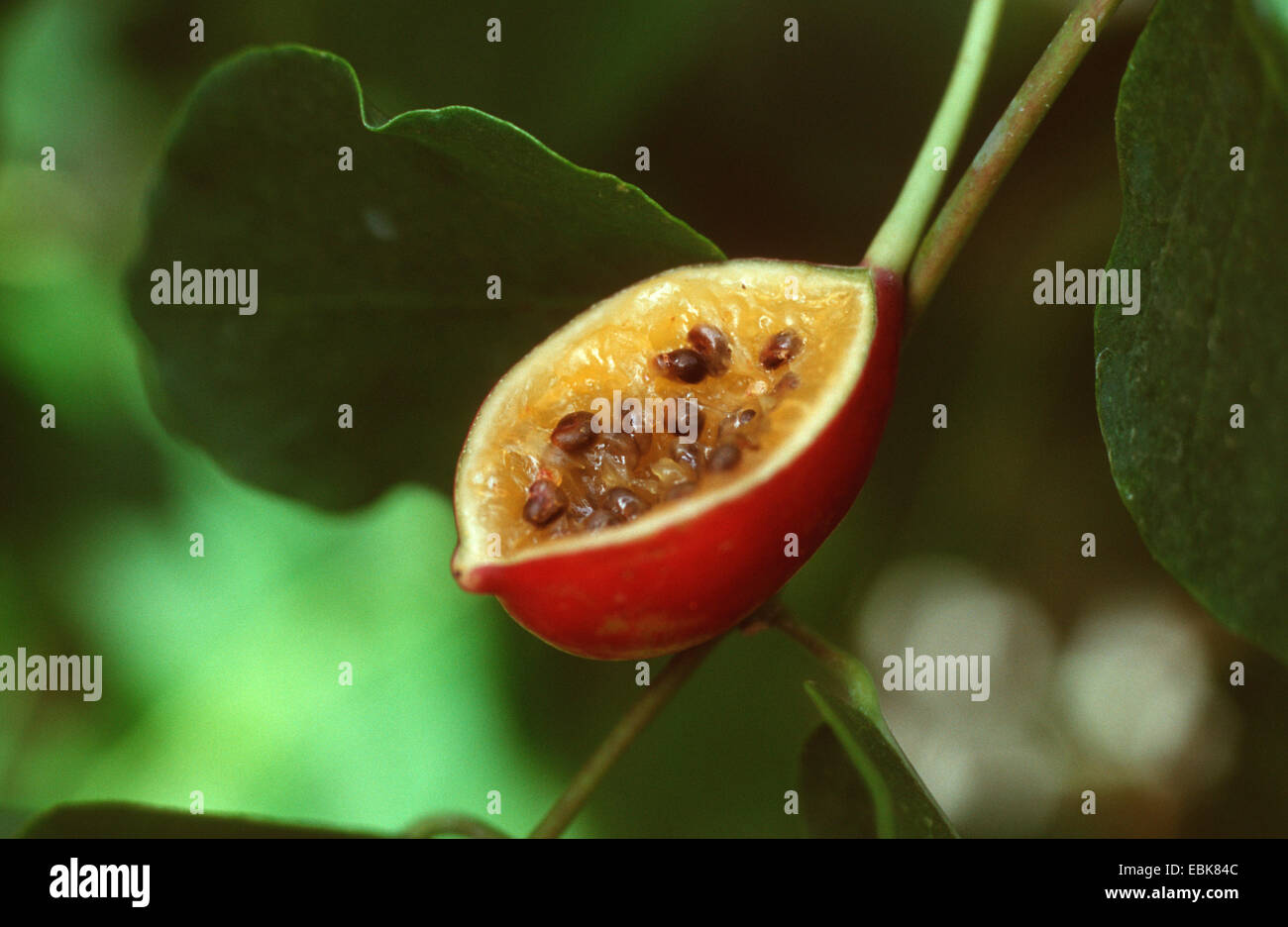 caper, alcaperro, caper berry, caper bud, caper bush, caper fruit ...