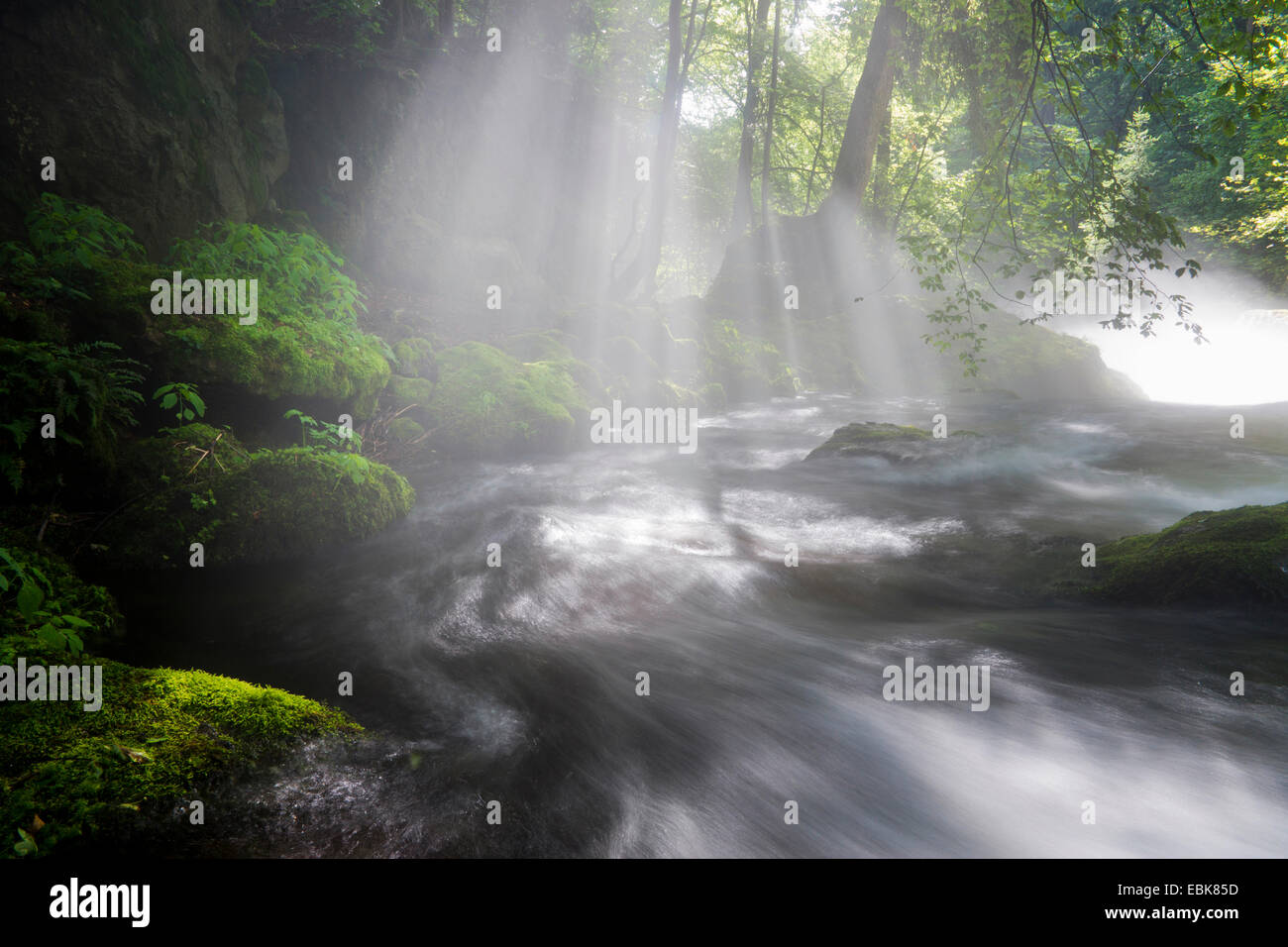 Fog over forest hi-res stock photography and images - Alamy