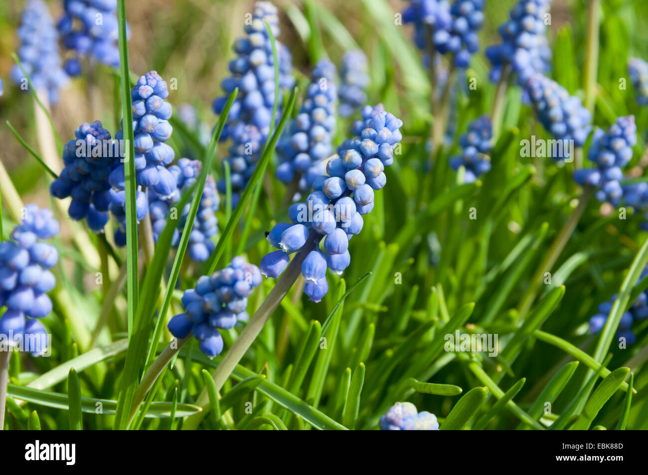 Babys attraction hi-res stock photography and images - Alamy