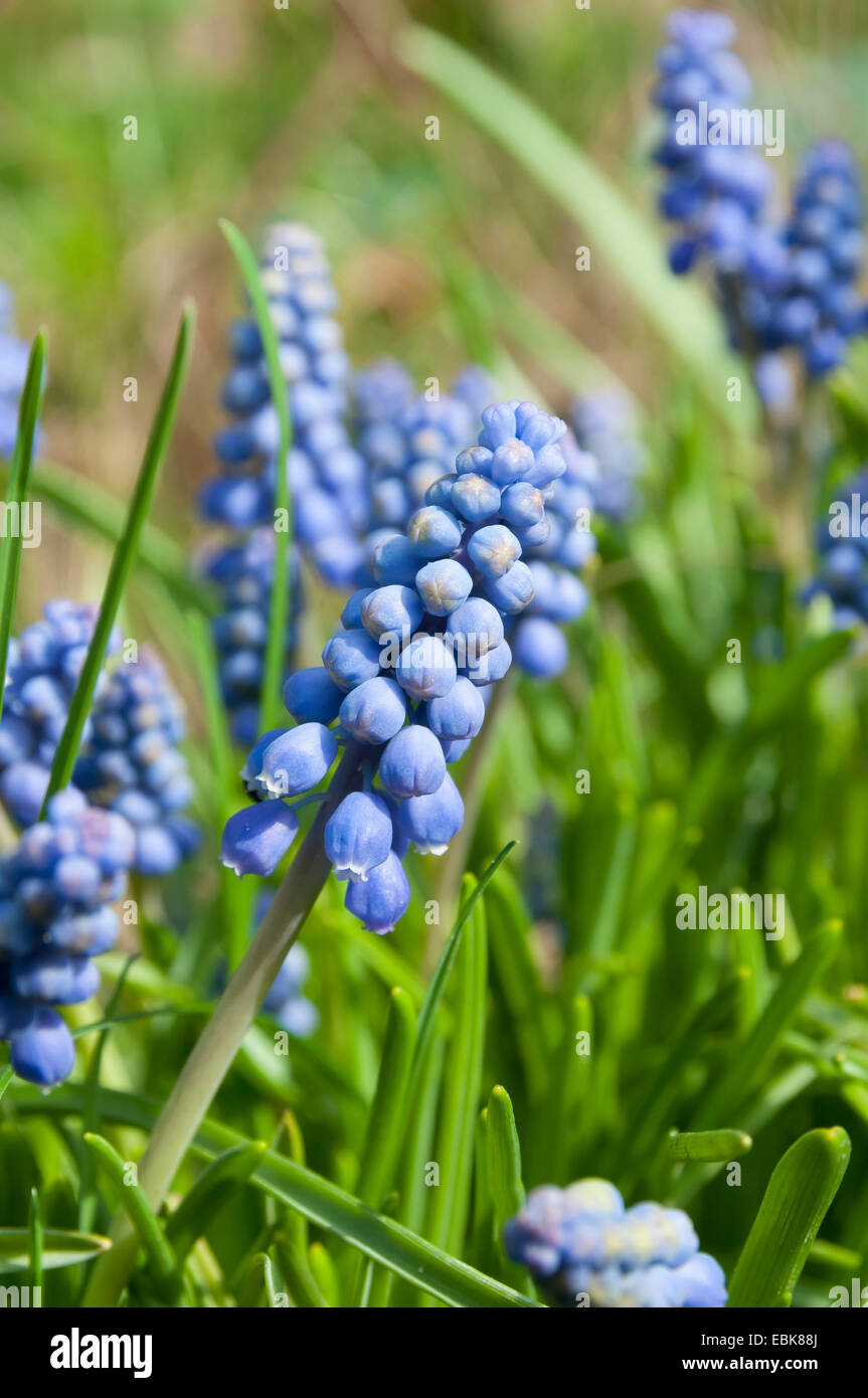 Village babys hi-res stock photography and images - Alamy