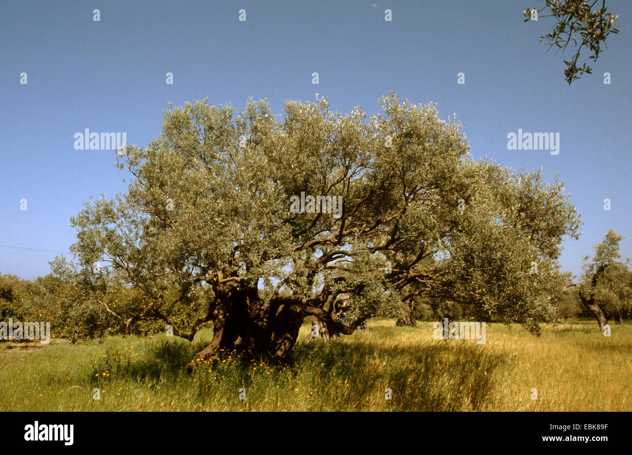 Olive tree olea europaea ssp sativa hi-res stock photography and images ...