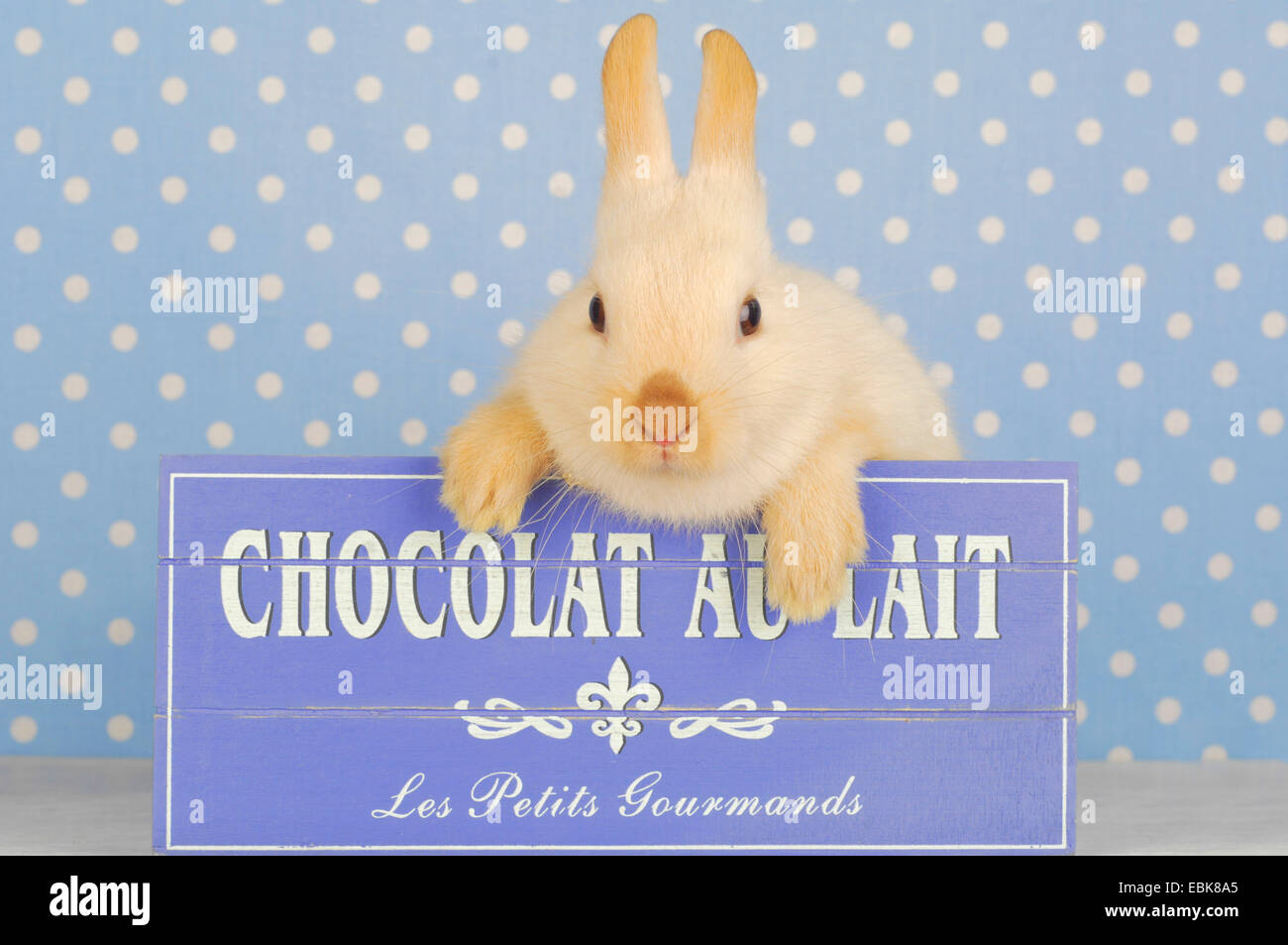 Netherland Dwarf (Oryctolagus cuniculus f. domestica), young dwarf ...