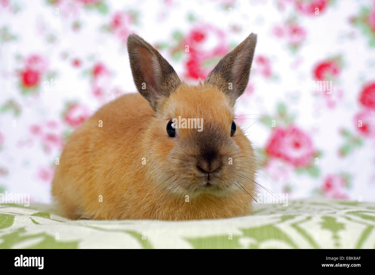 Netherland Dwarf (Oryctolagus cuniculus f. domestica), young rabbit ...