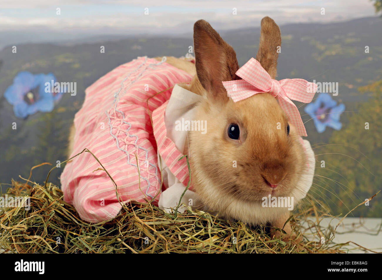 Bunny Wearing Clothes