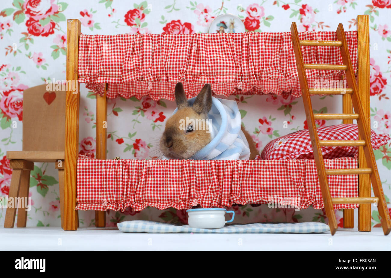 Netherland Dwarf (Oryctolagus cuniculus f. domestica), young rabbit ...